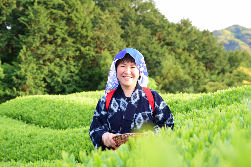Green tea picking & tea making & tasting - Explore Shizuoka Activities