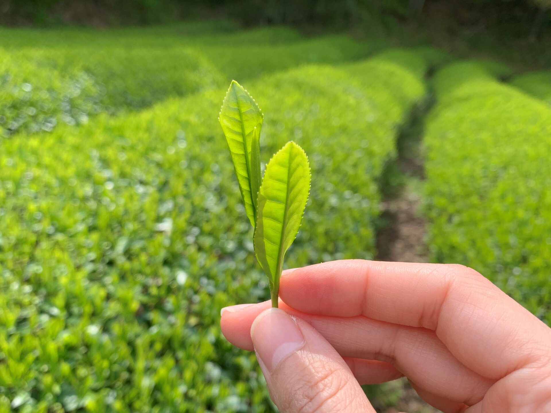 Shizuoka Tea with... - Explore Shizuoka Activities