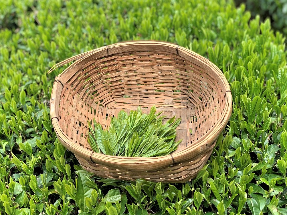 Shizuoka Tea with... - Explore Shizuoka Activities