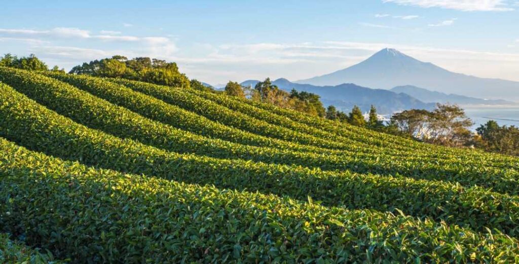 Green Tea Farm Experience in Kawane - Explore Shizuoka Activities