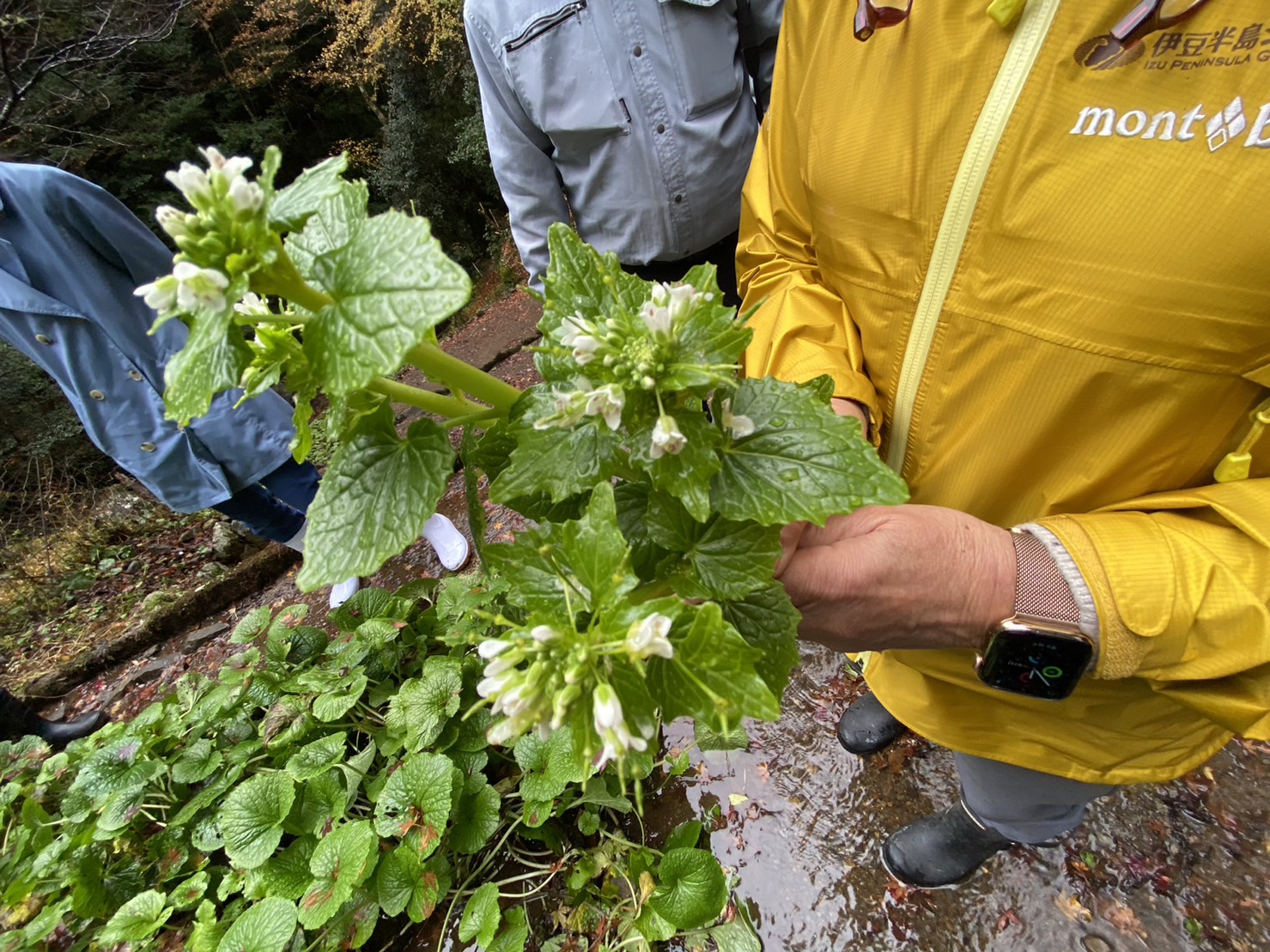 [IW-1] Ikeshiro people live in the submarine volcanoes. Why do they ...