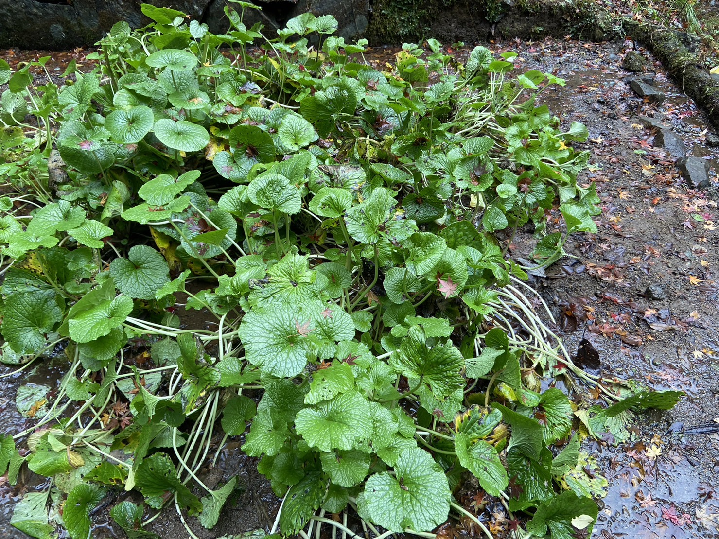 [IW-1] Ikeshiro people live in the submarine volcanoes. Why do they ...