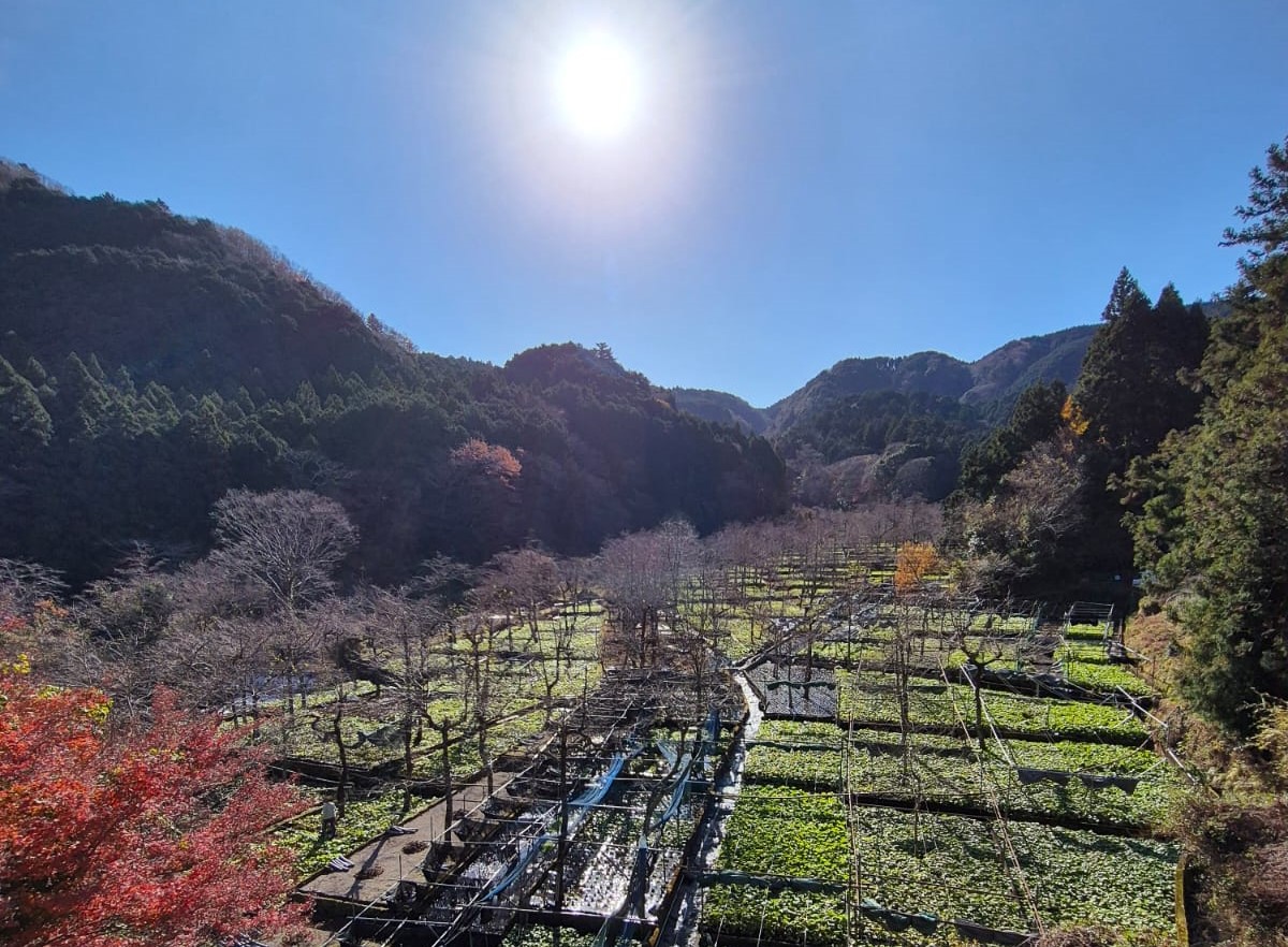 Wasabi fields and Tofu-making workshop - Explore Shizuoka Activities