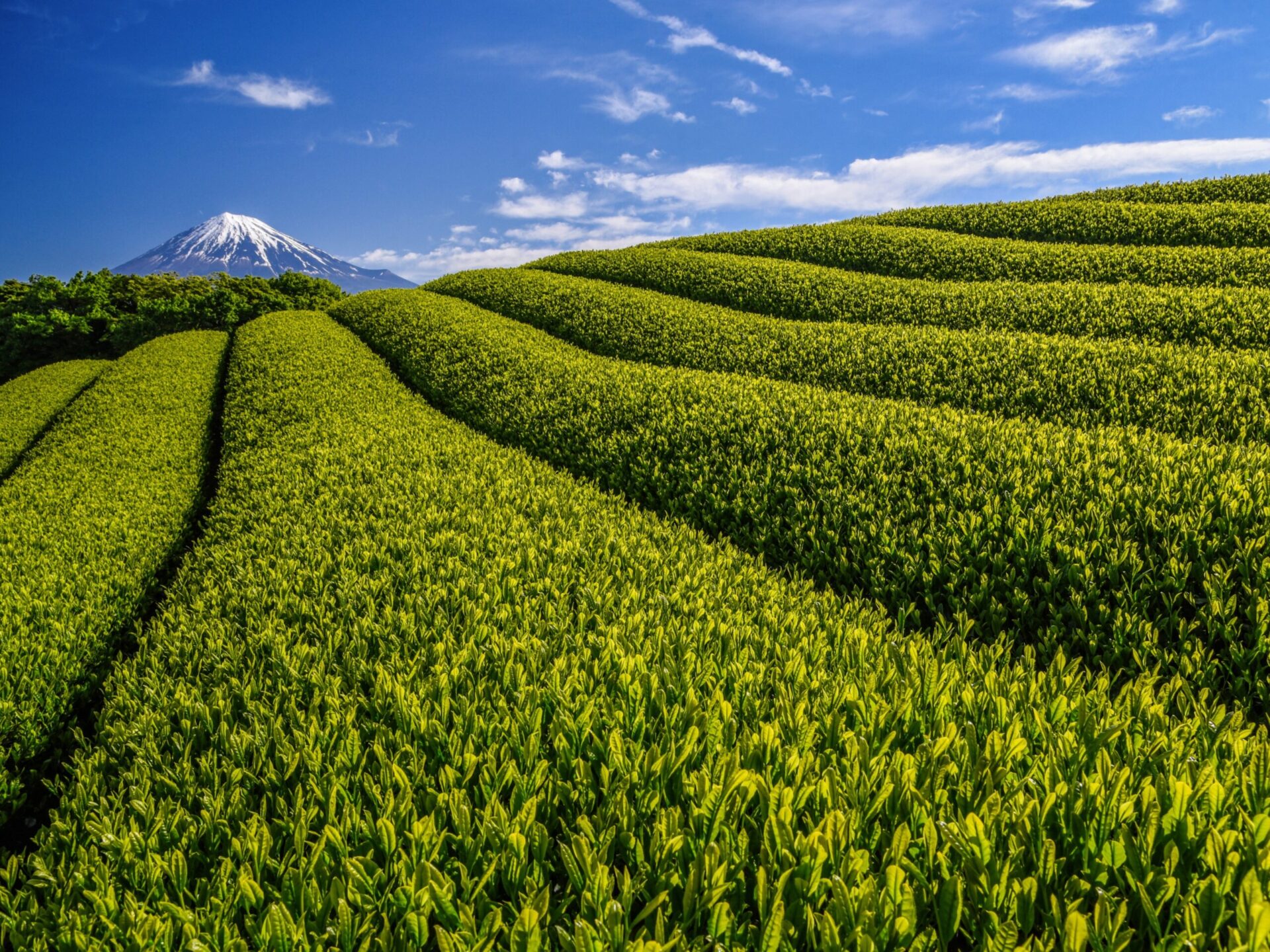 Cuisine - Explore Shizuoka