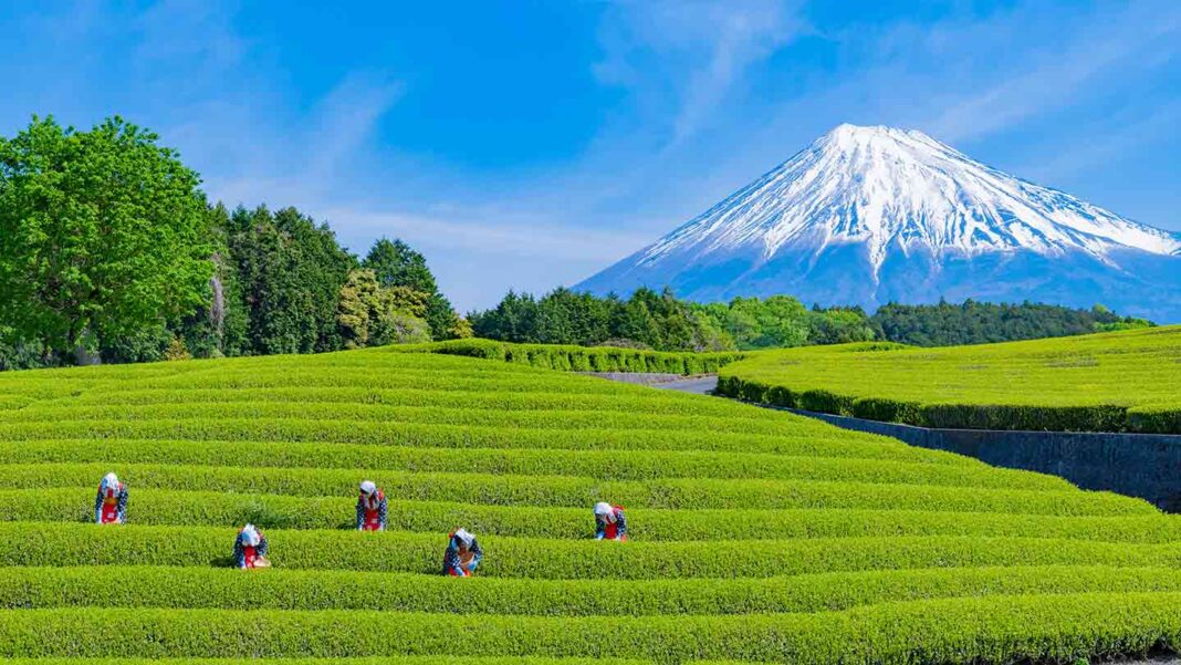 10 Spots to Get Spring Views of Mt. Fuji in Shizuoka - Explore Shizuoka