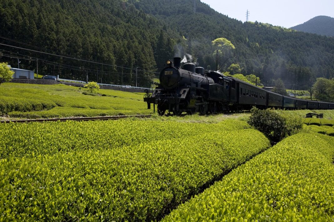 6 Great Shizuoka Green Tea Destinations - Explore Shizuoka