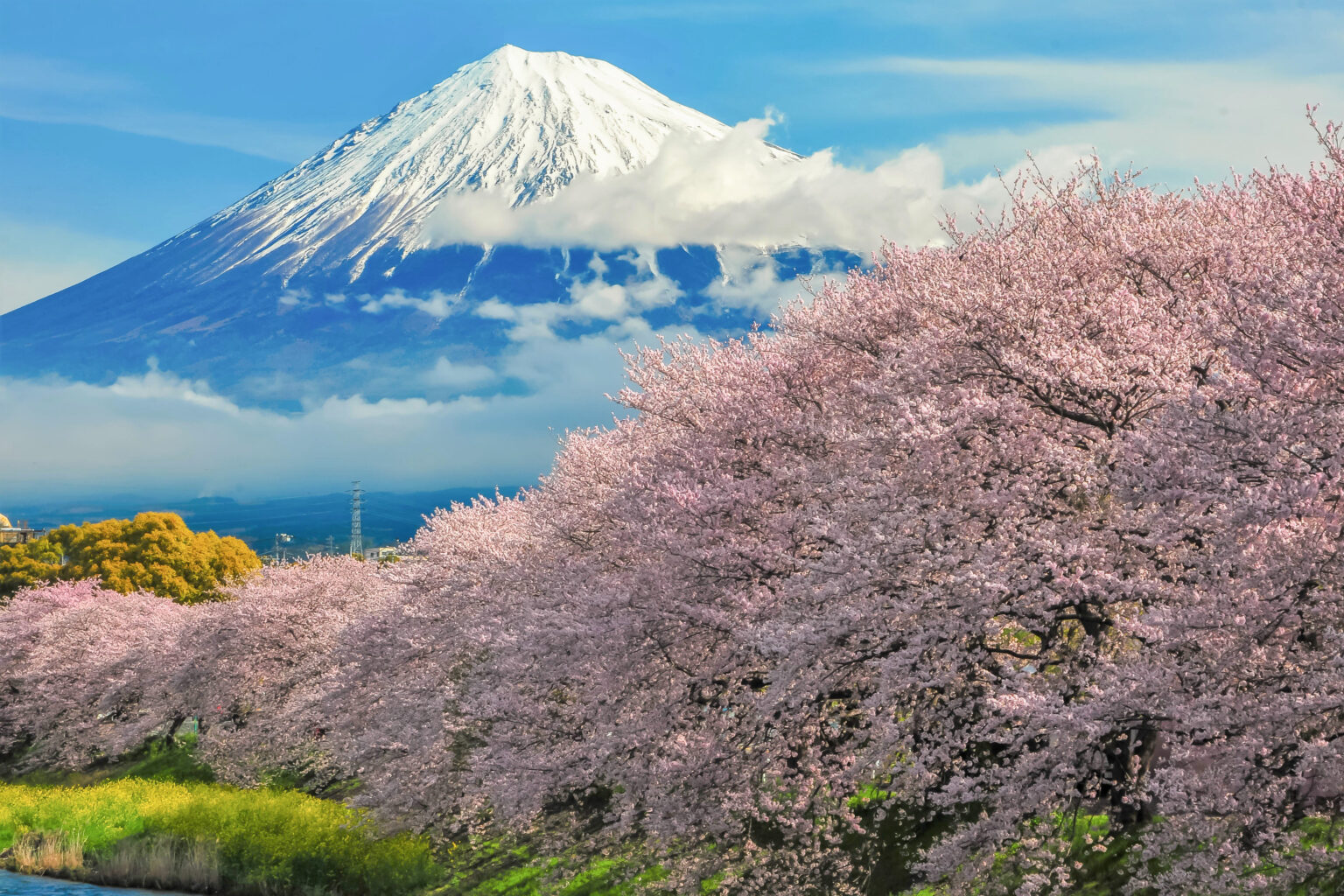 10 Spots to Get Spring Views of Mt. Fuji in Shizuoka - Explore Shizuoka