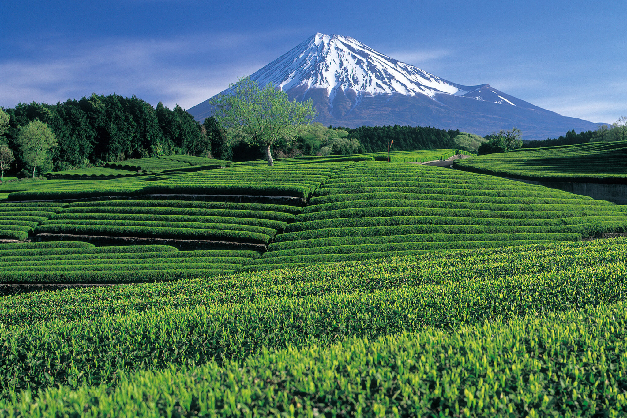 Fuji City – The gateway to Mt. Fuji - Explore Shizuoka