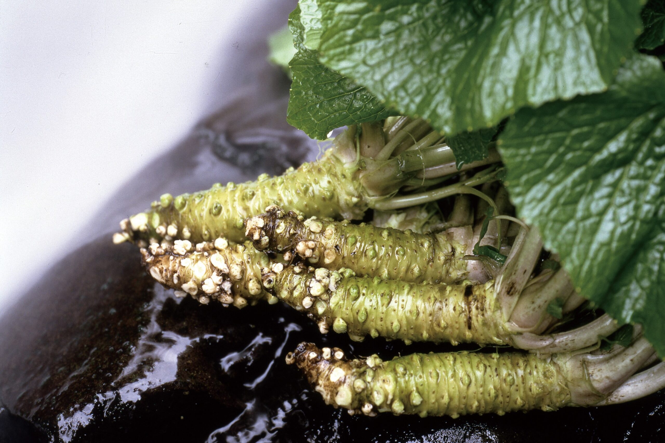 Shizuoka Wasabi - The birthplace of Wasabi cultivation - Explore Shizuoka