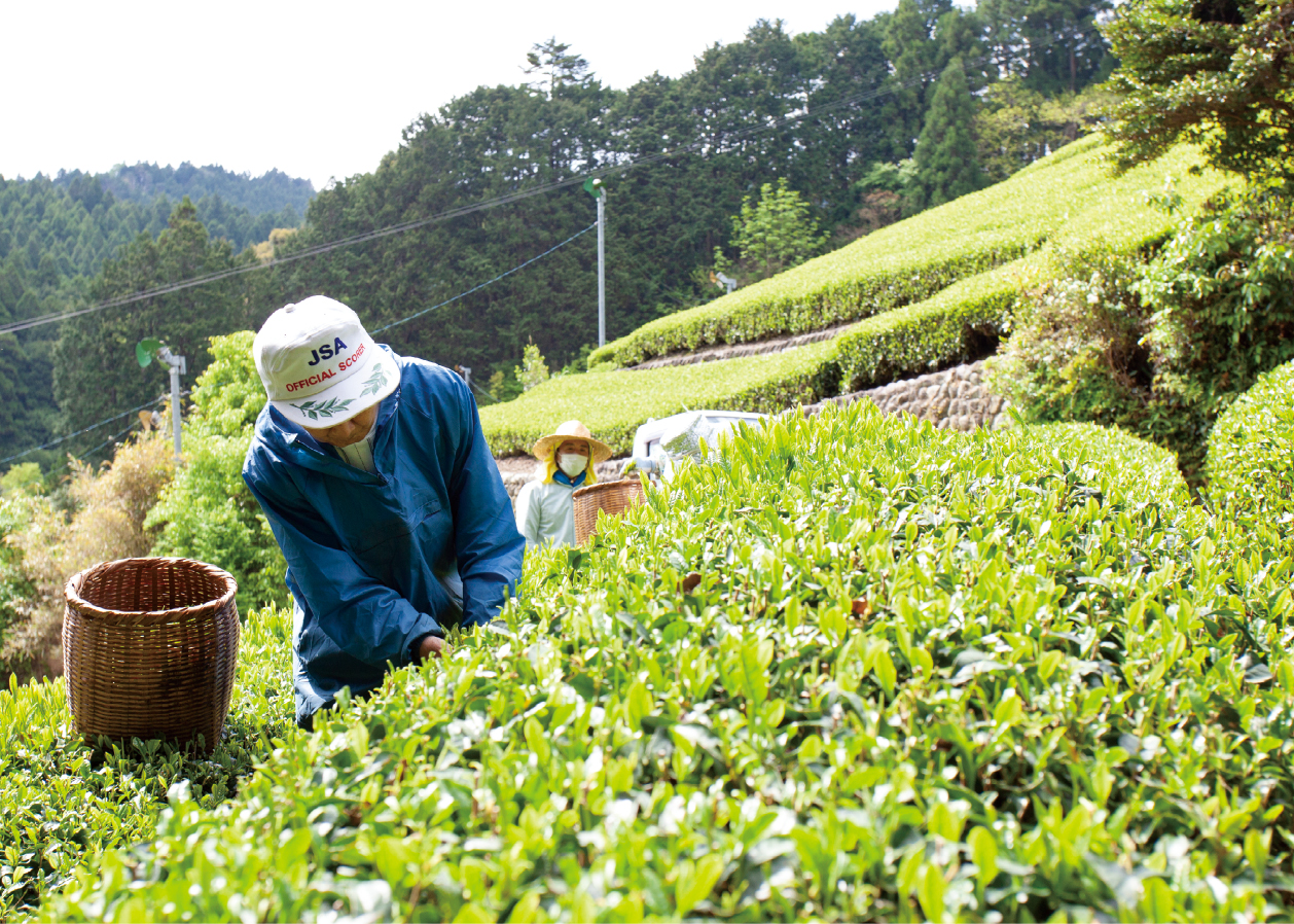 6 Great Shizuoka Green Tea Destinations - Explore Shizuoka