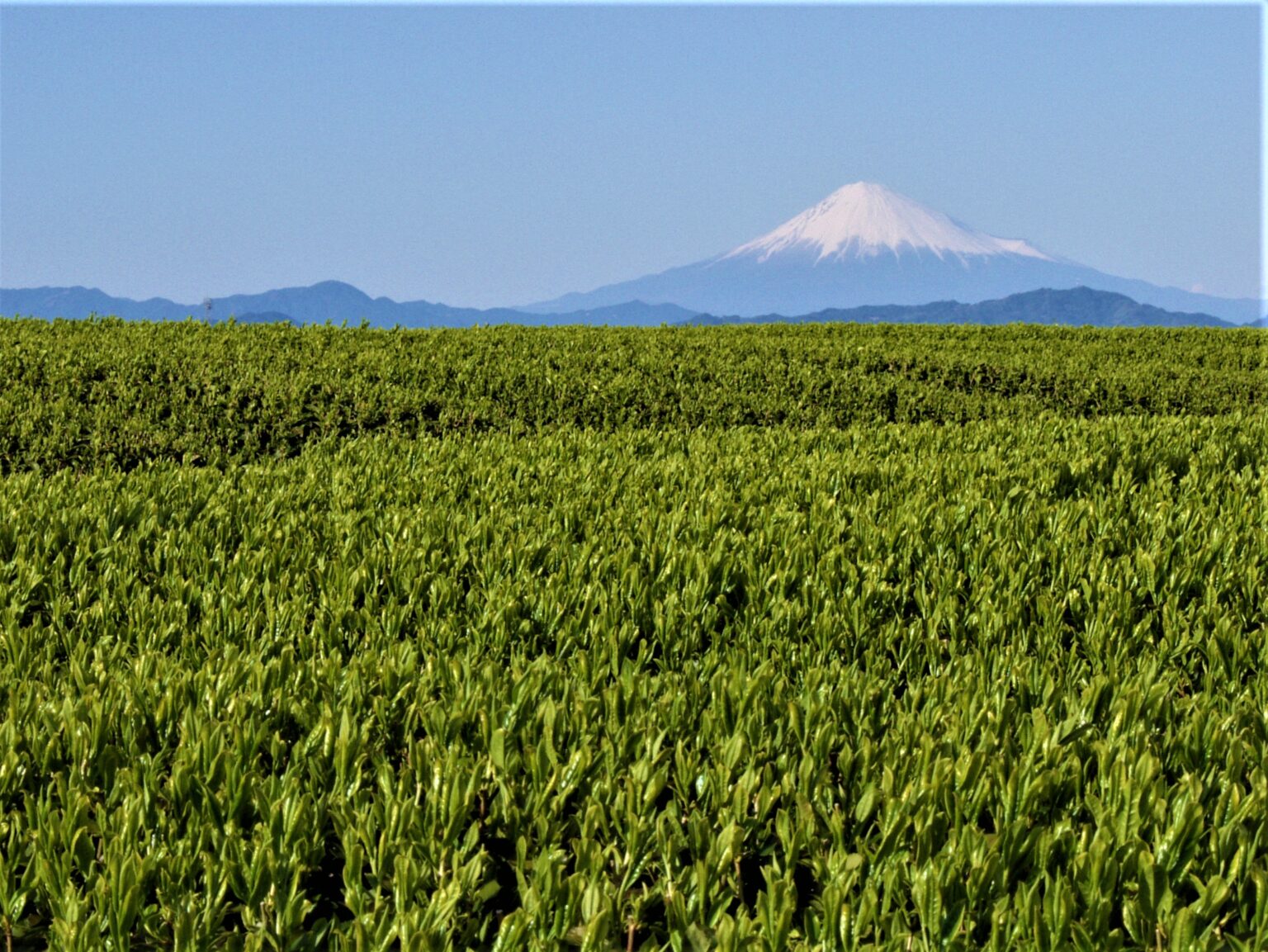 6 Great Shizuoka Green Tea Destinations - Explore Shizuoka