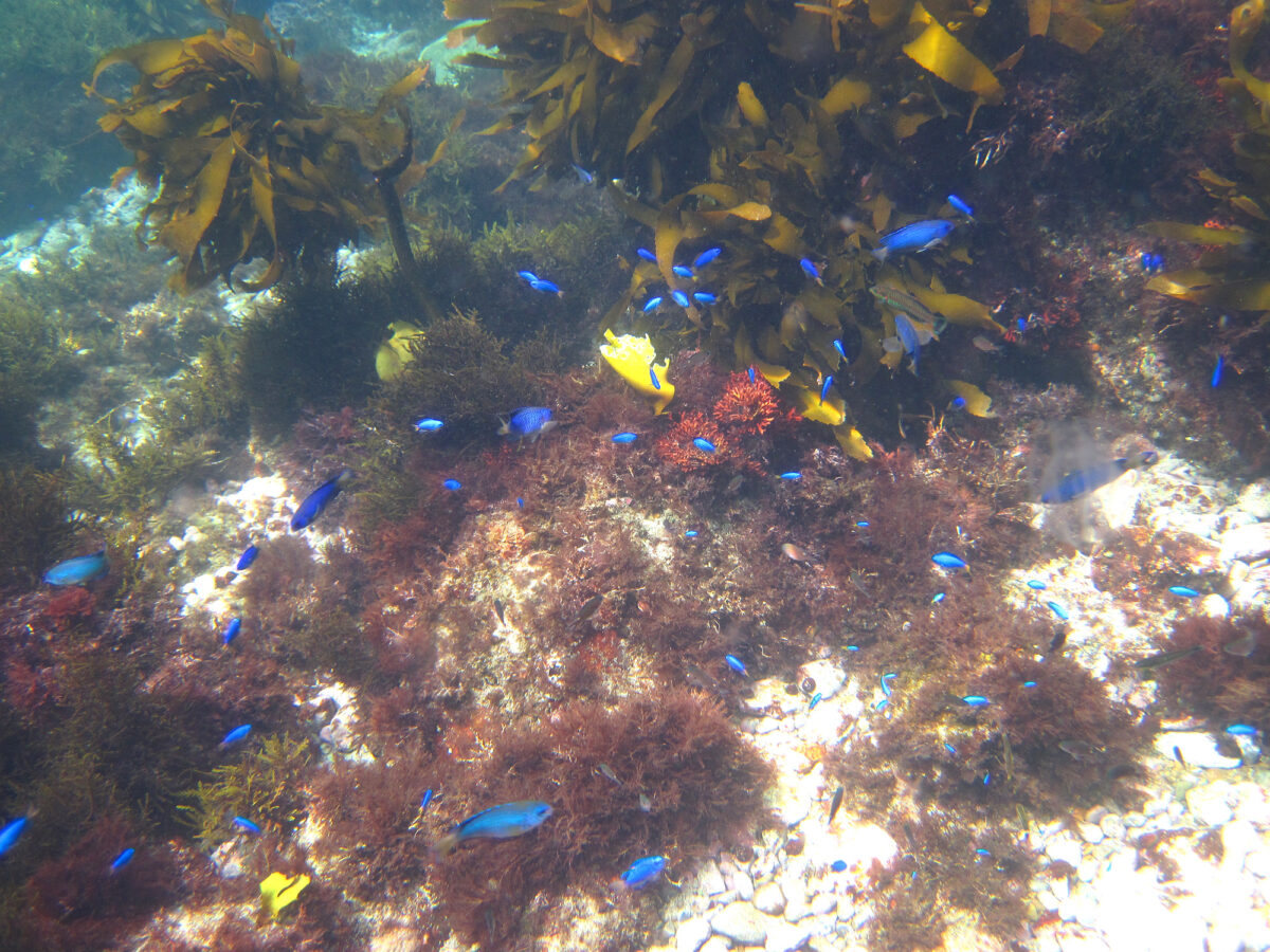 Enjoy Sea Kayaking & Snorkeling in Beautiful Shimoda - Explore Shizuoka