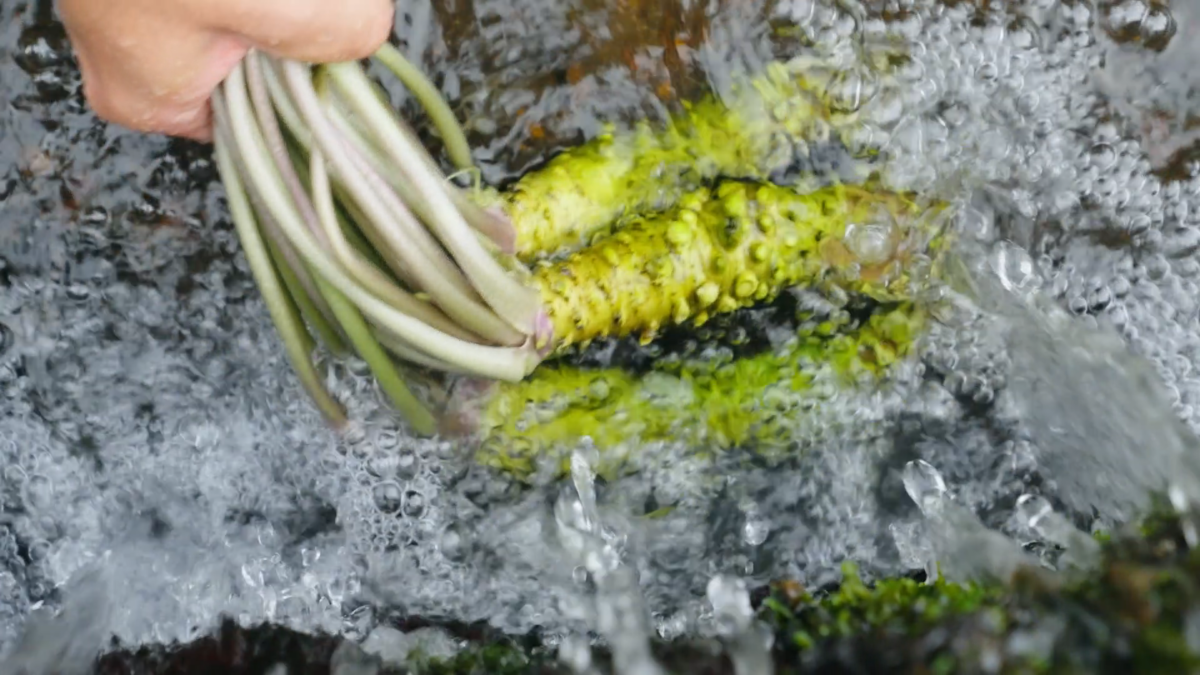 Tracing the journey of water from Mt. Fuji - Explore Shizuoka