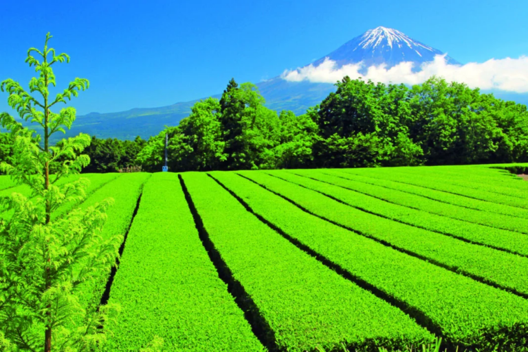Shizuoka Prefecture, Japan's premier tea growing region. Taste, learn ...