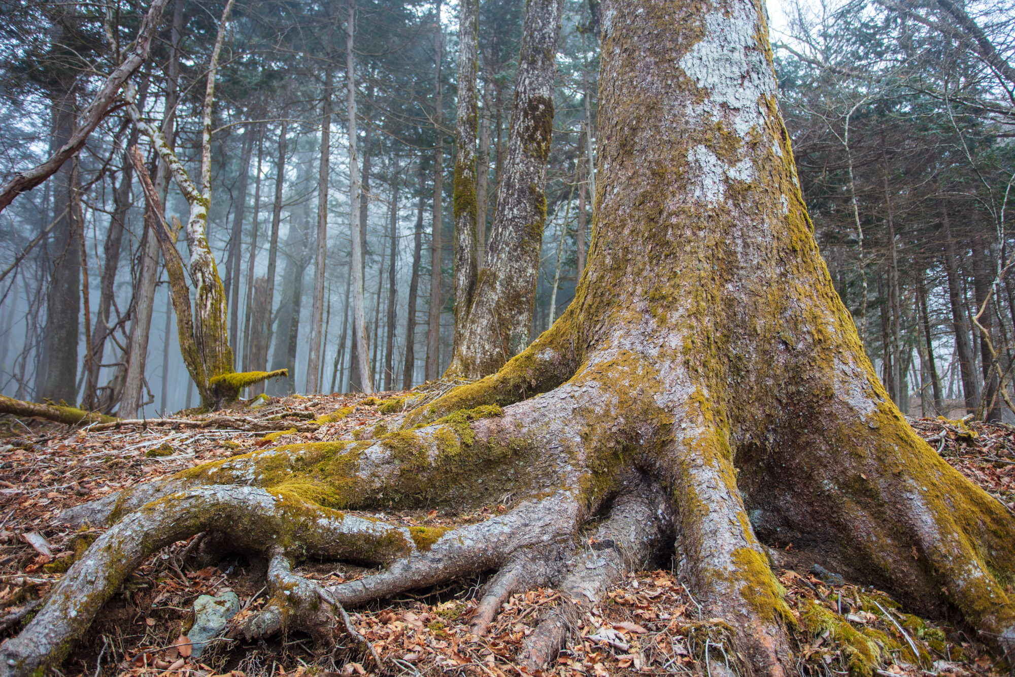 An Intimate Fuji Experience: Explore the Deep Forests Surrounding Mount ...