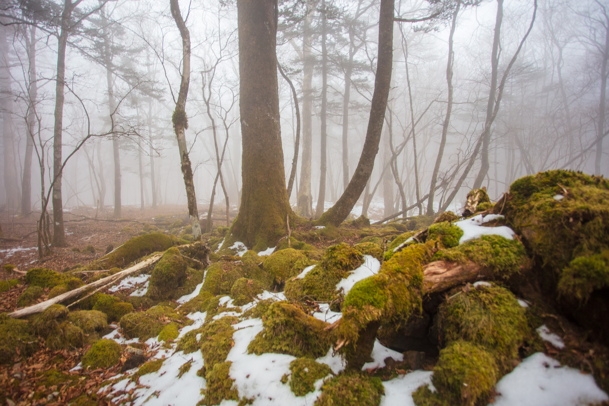 An Intimate Fuji Experience: Explore the Deep Forests Surrounding Mount ...