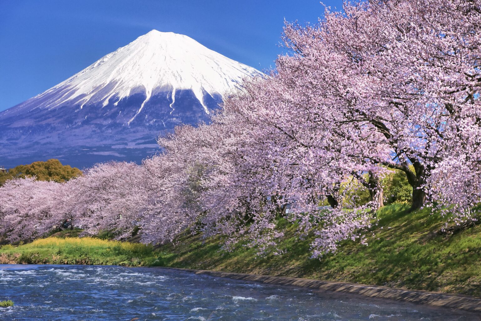 10 Spots to Get Spring Views of Mt. Fuji in Shizuoka - Explore Shizuoka