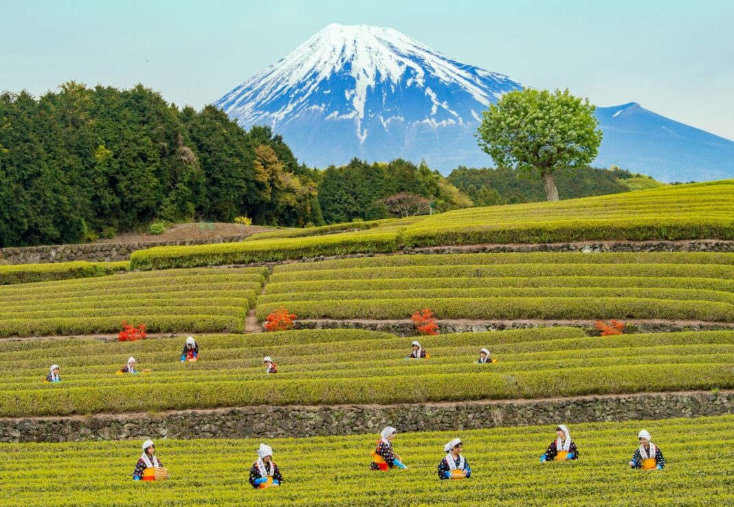 6 Great Shizuoka Green Tea Destinations - Explore Shizuoka